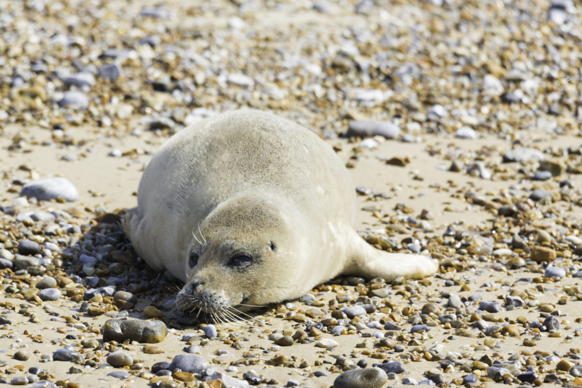 Photographing Seals at Blakeney Point – Abhishek Deepak