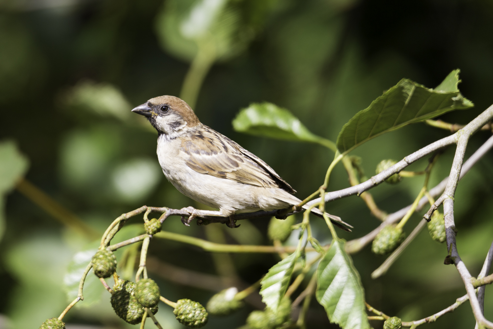 Visit to RSPB Bempton Cliffs – Abhishek Deepak