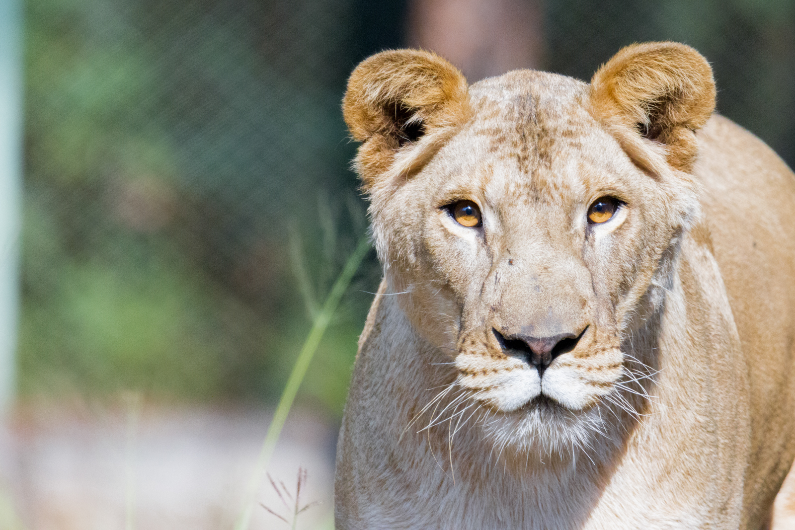 Animals of Birsa Zoological Park – Abhishek Deepak