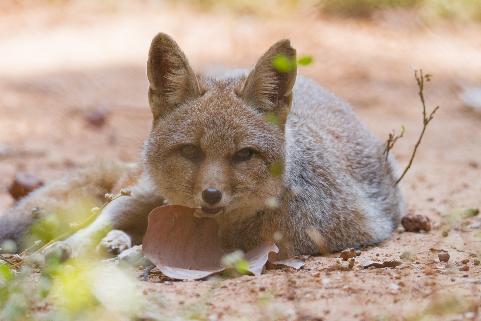 Animals of Birsa Zoological Park – Abhishek Deepak