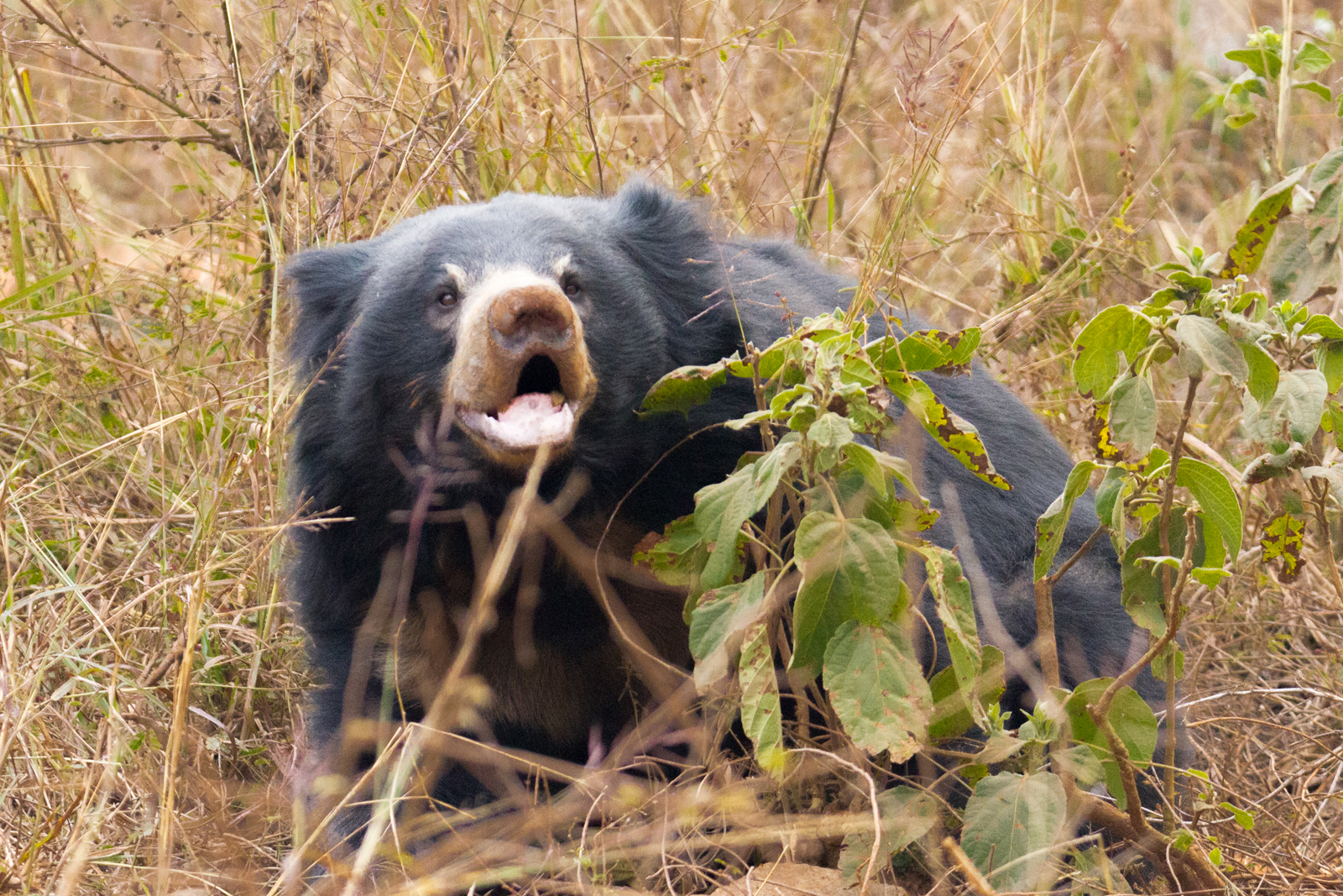 Animals of Birsa Zoological Park – Abhishek Deepak