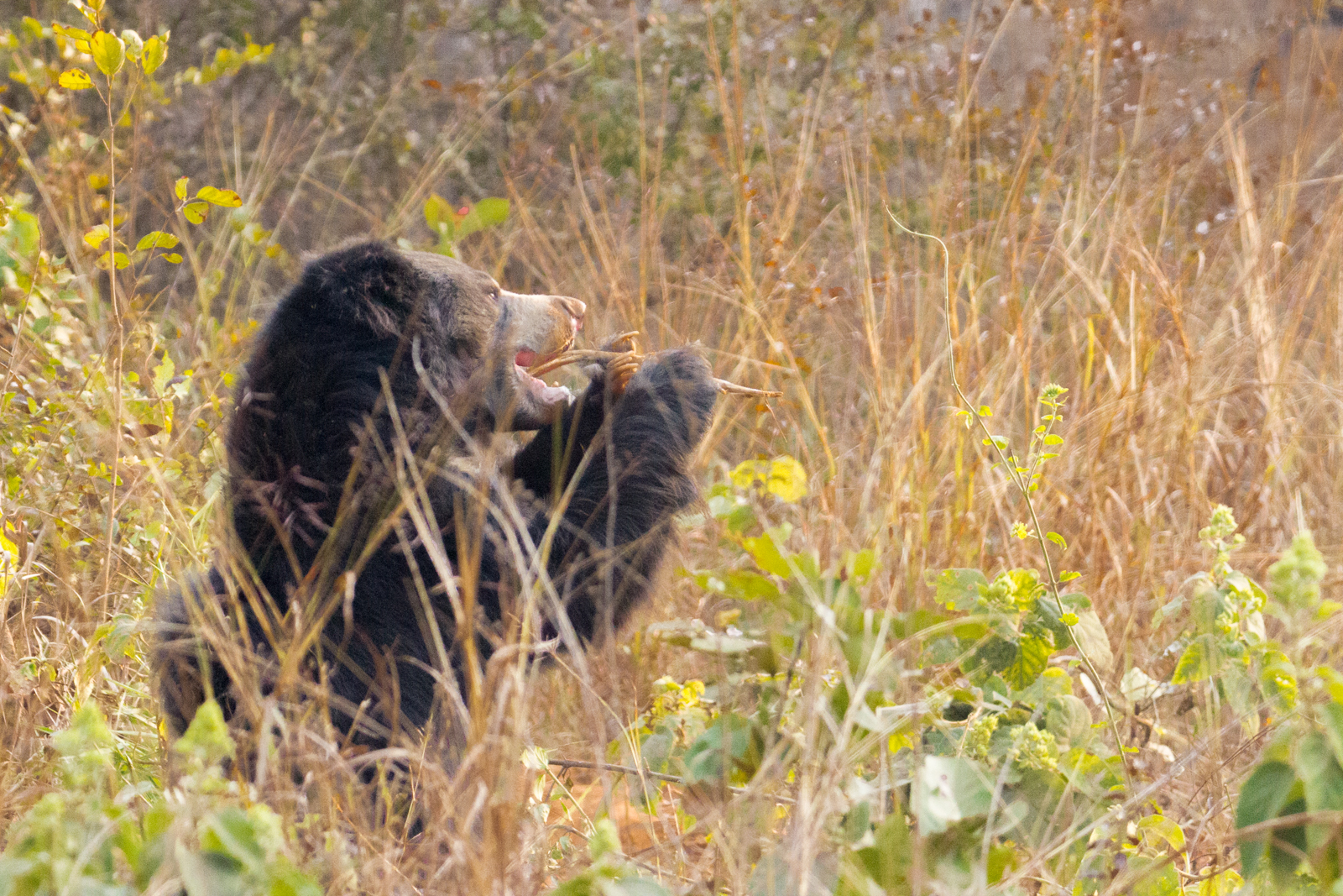 Animals of Birsa Zoological Park – Abhishek Deepak