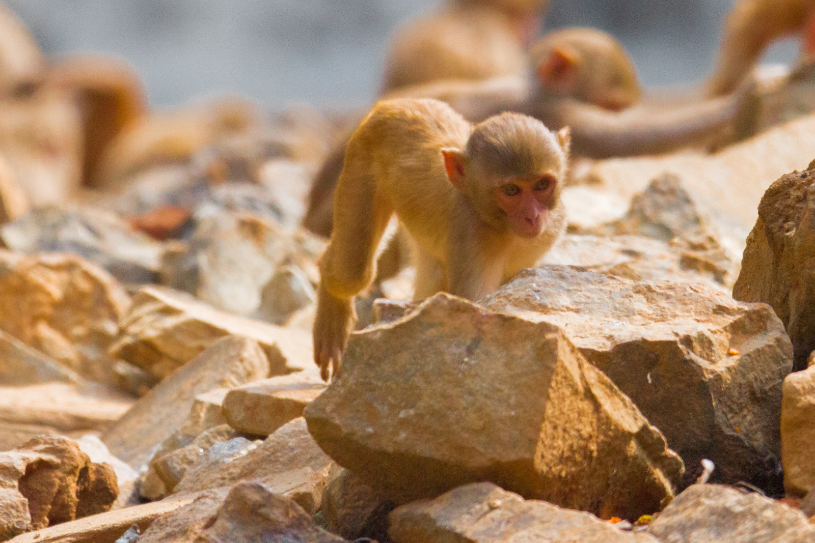 Animals of Birsa Zoological Park – Abhishek Deepak