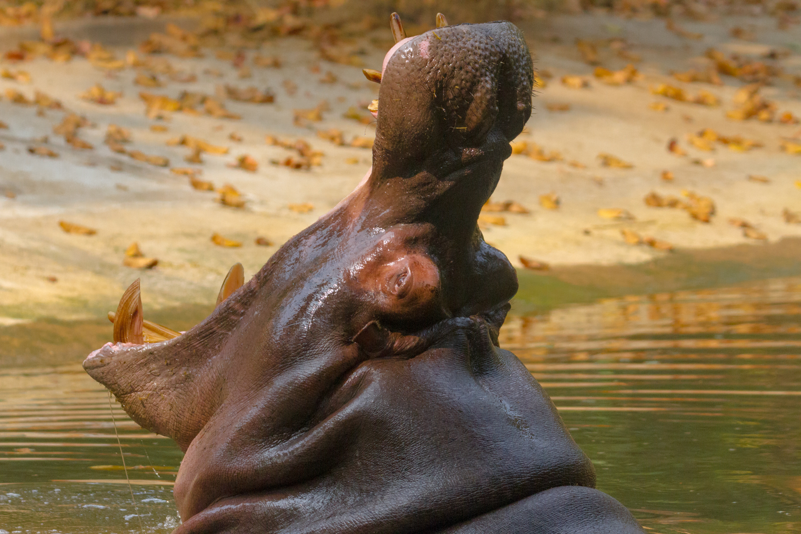 Animals of Birsa Zoological Park – Abhishek Deepak