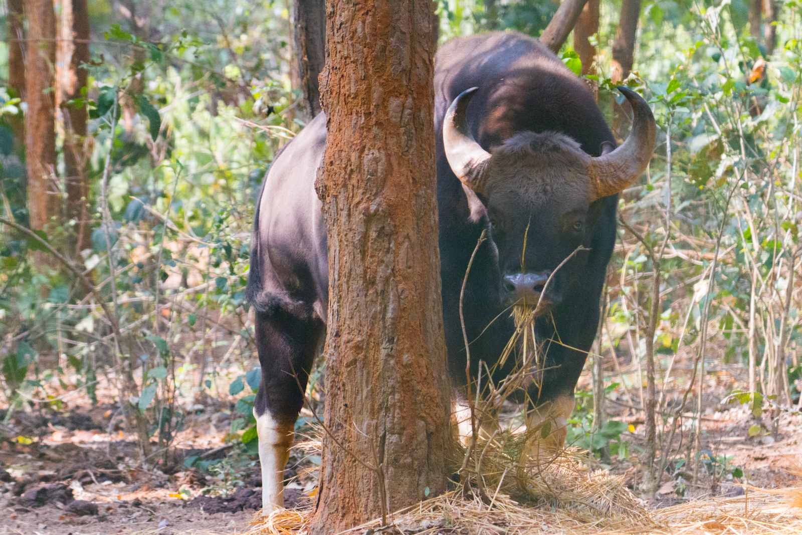 Animals of Birsa Zoological Park – Abhishek Deepak