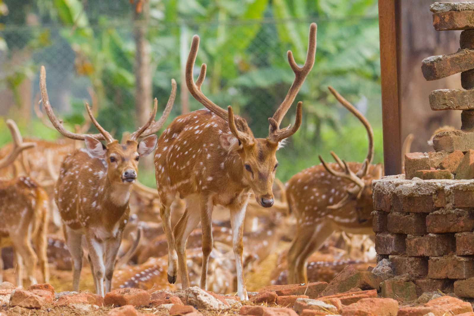 Animals of Birsa Zoological Park – Abhishek Deepak