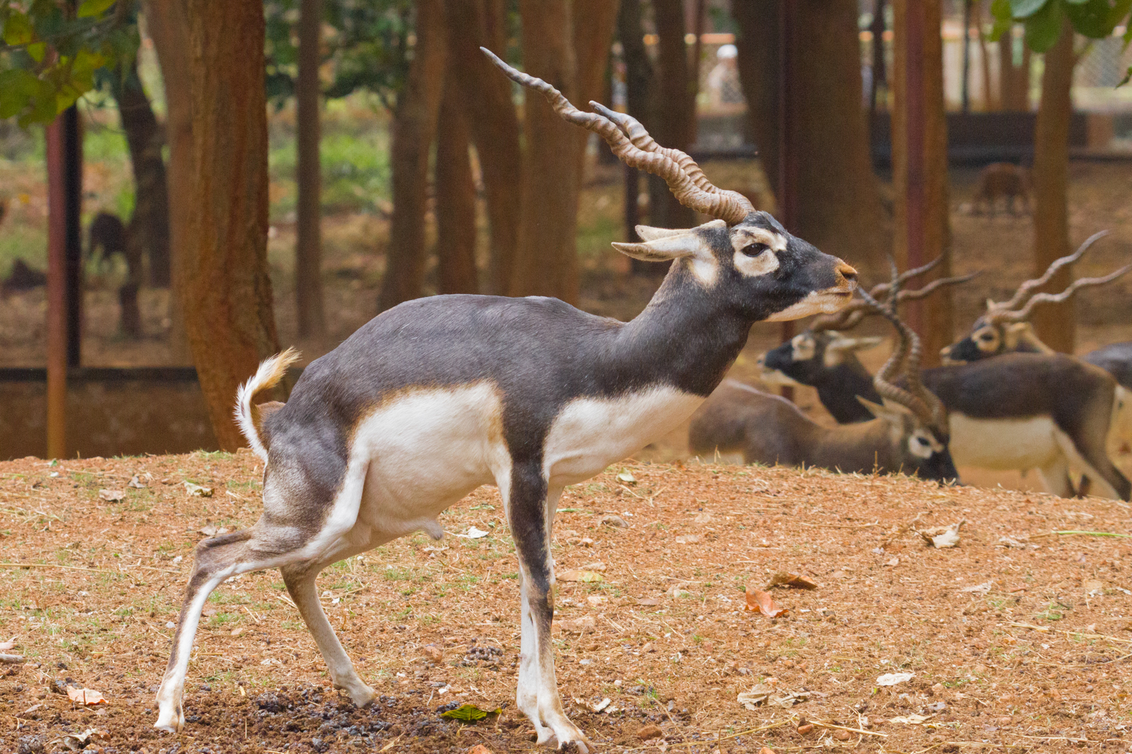 Animals of Birsa Zoological Park – Abhishek Deepak