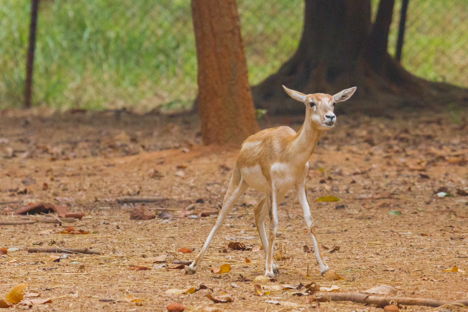Animals of Birsa Zoological Park – Abhishek Deepak