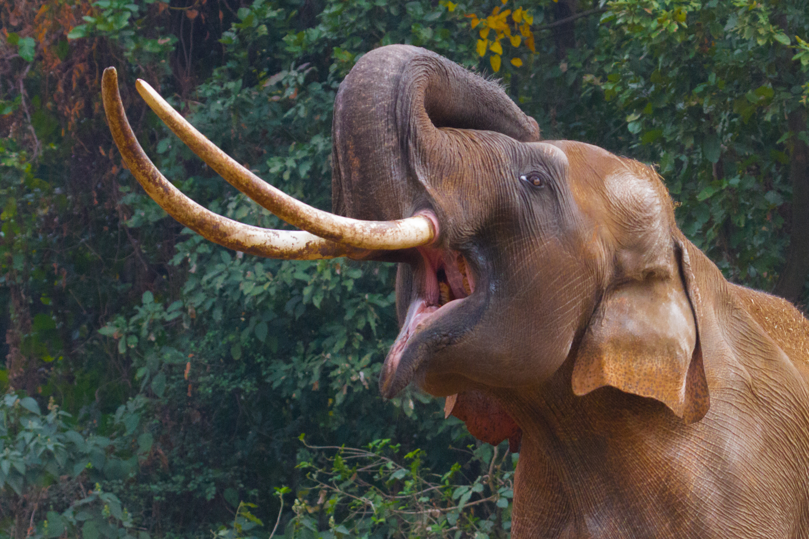 Animals of Birsa Zoological Park – Abhishek Deepak