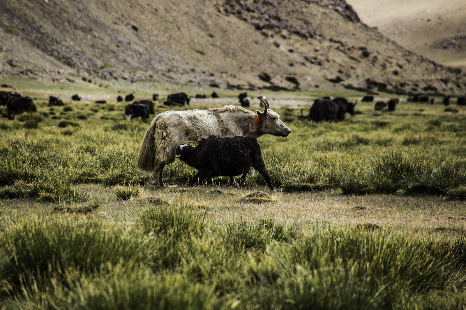 Wildlife in Ladakh – Abhishek Deepak