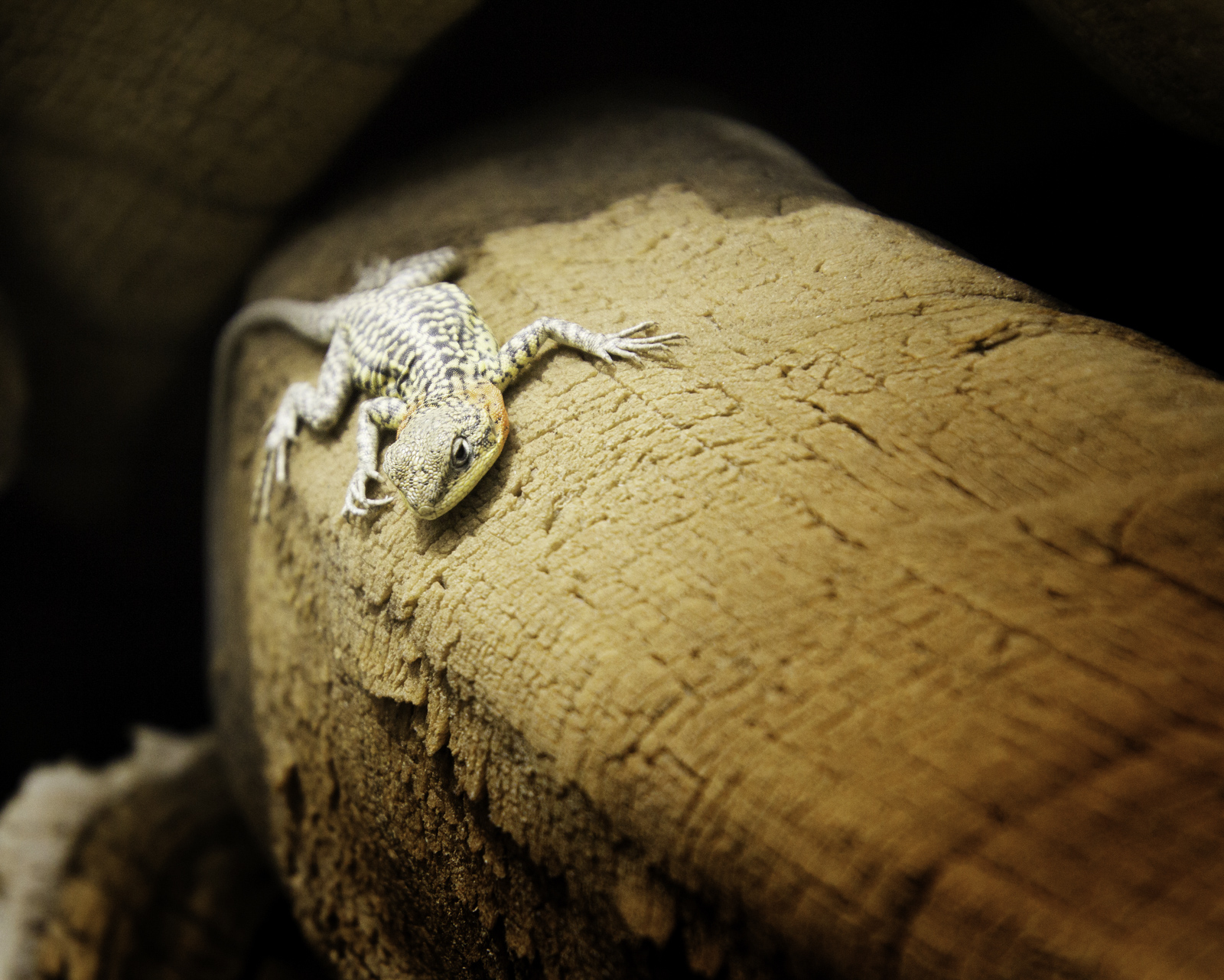 Wildlife in Ladakh – Abhishek Deepak