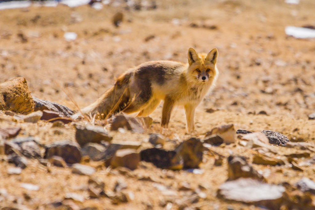Wildlife in Ladakh in Winter – Abhishek Deepak