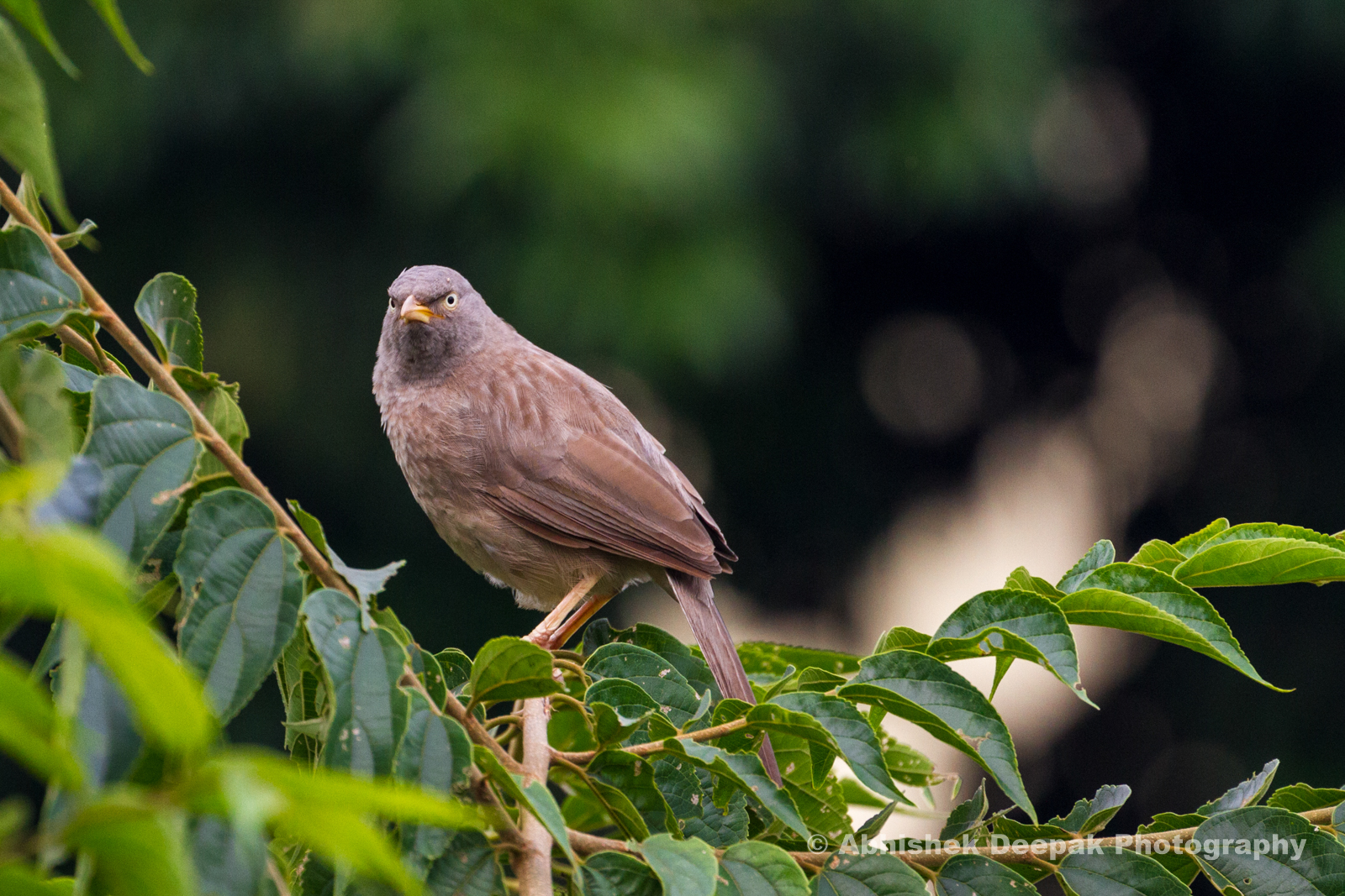 Urban Birding in Dalanwala – Abhishek Deepak