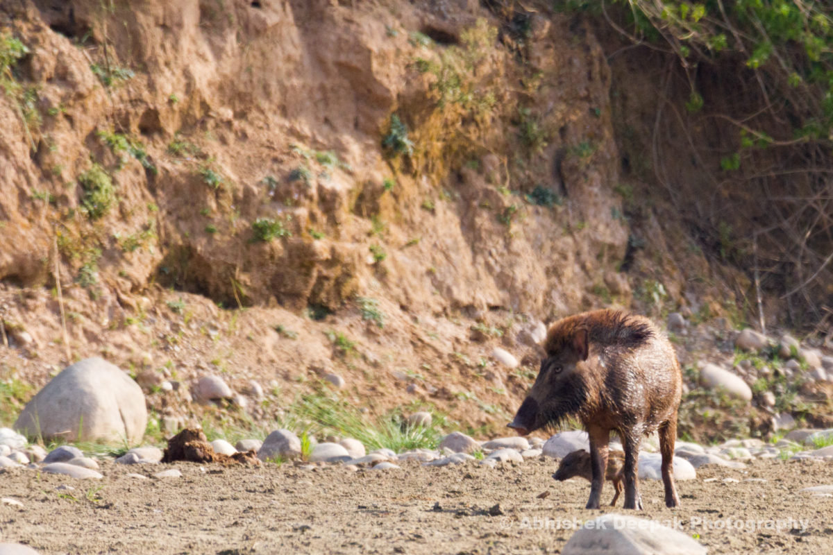 Mammals of Rajaji National Park – Abhishek Deepak