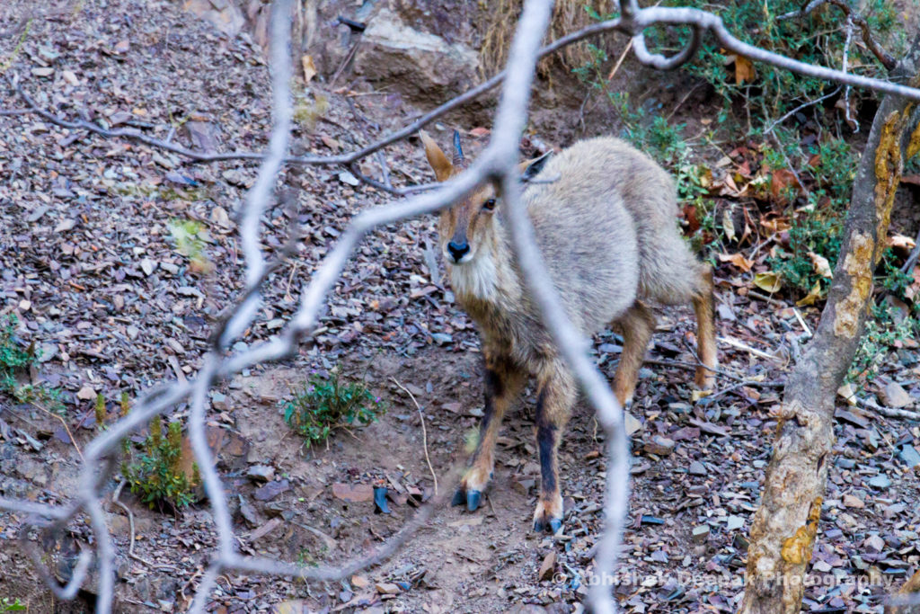 Mammals of Rajaji National Park – Abhishek Deepak