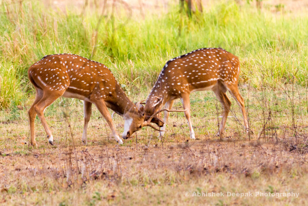 Mammals of Rajaji National Park – Abhishek Deepak
