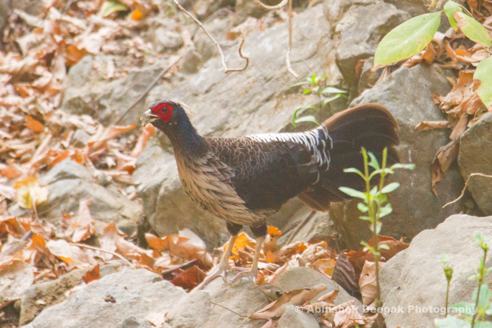 Birding in Rajaji National Park – Abhishek Deepak