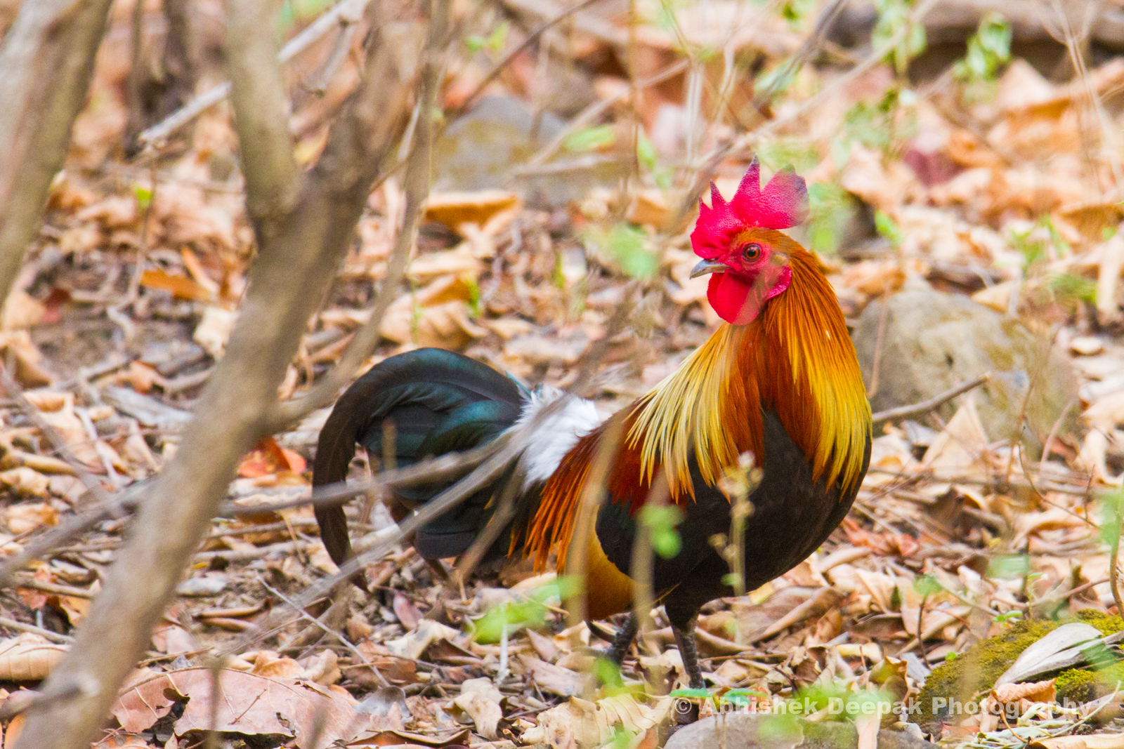 Birding in Rajaji National Park – Abhishek Deepak