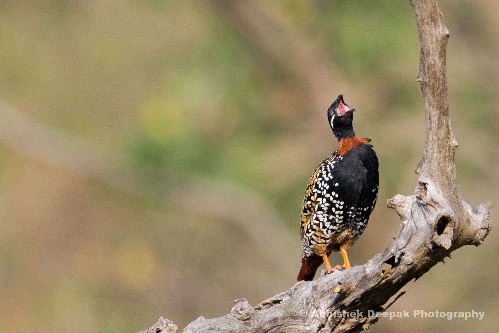 Birding in Rajaji National Park – Abhishek Deepak