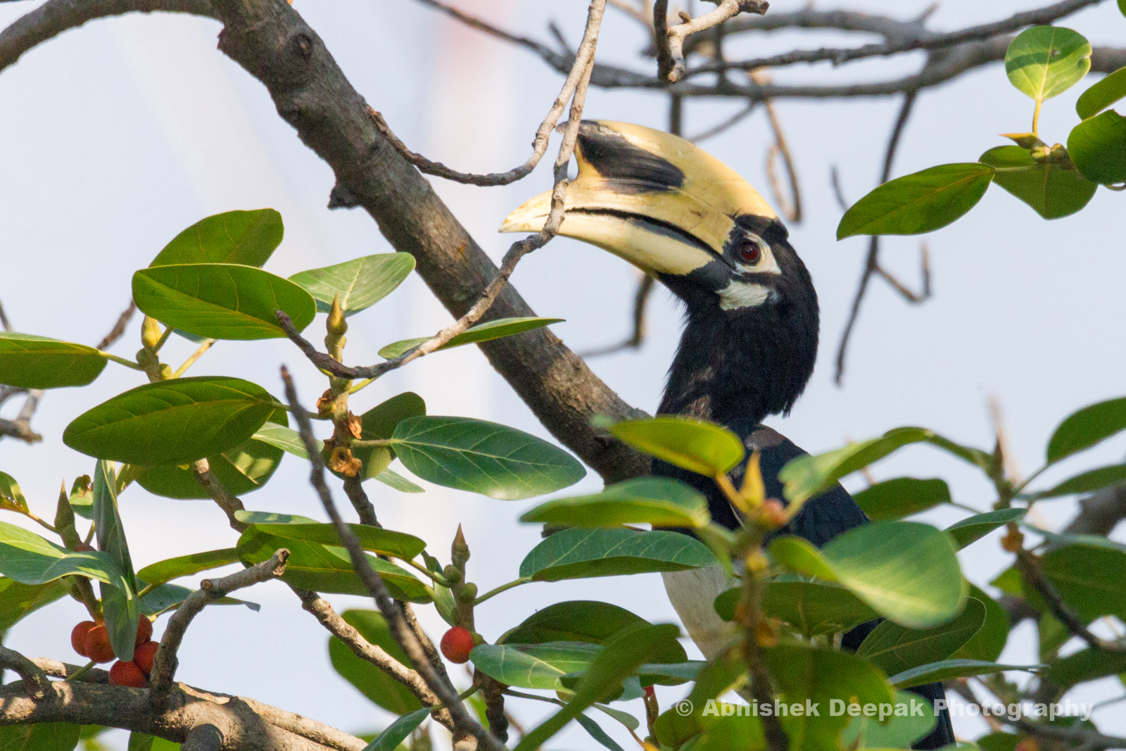Birding in Rajaji National Park – Abhishek Deepak