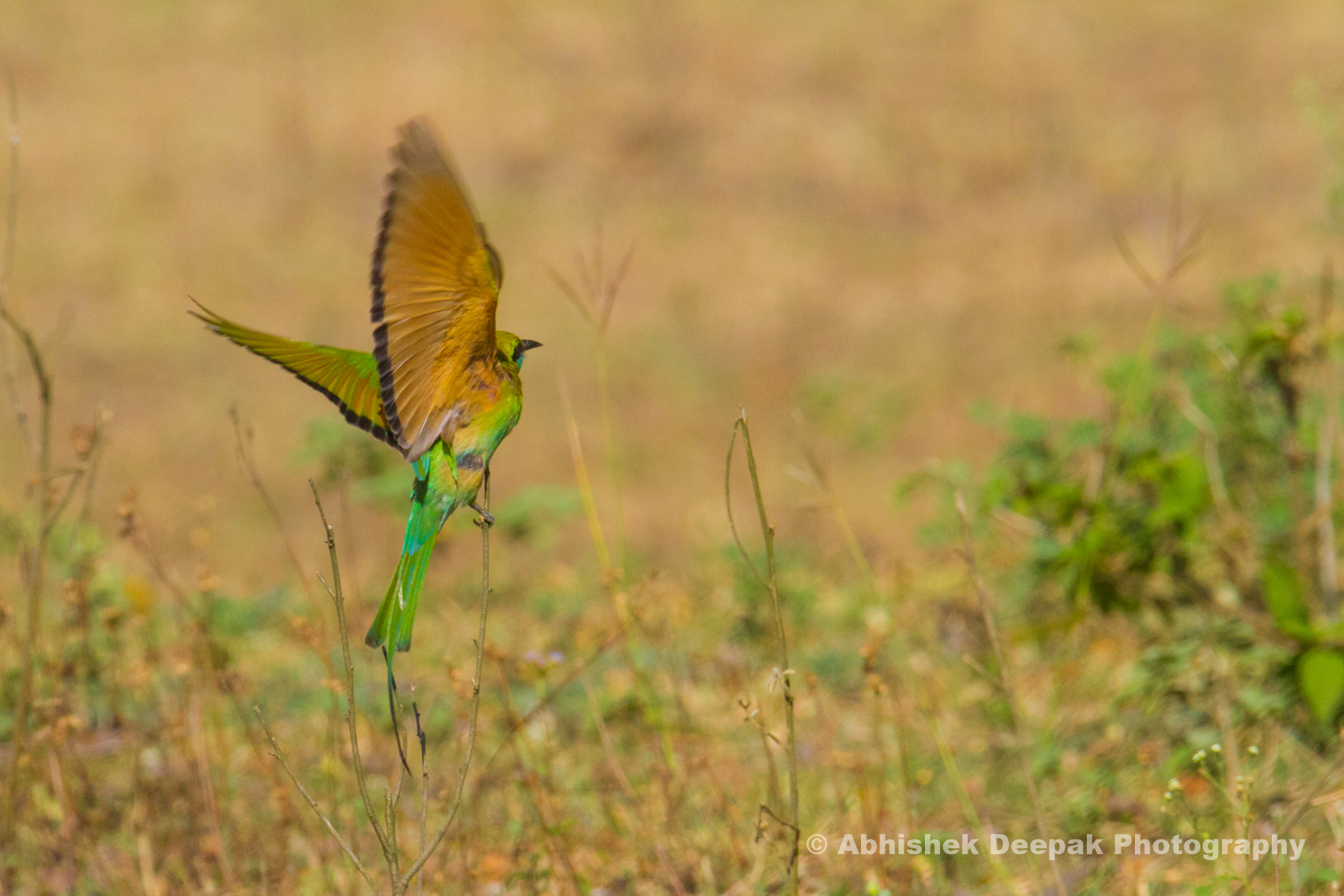 Birding in Rajaji National Park – Abhishek Deepak