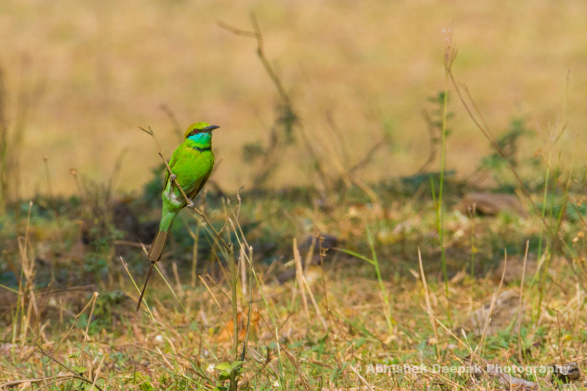 Birding in Rajaji National Park – Abhishek Deepak
