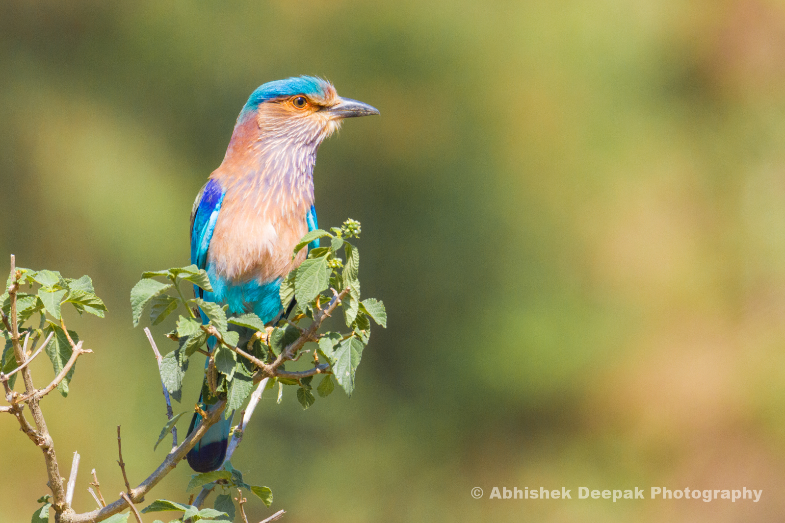Birding in Rajaji National Park – Abhishek Deepak