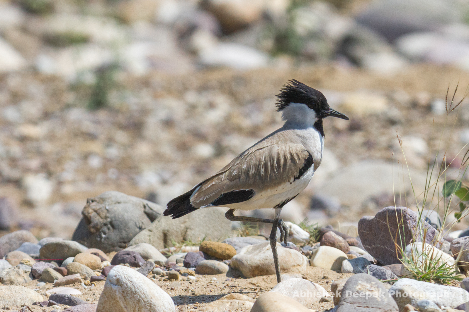 Birding in Rajaji National Park – Abhishek Deepak
