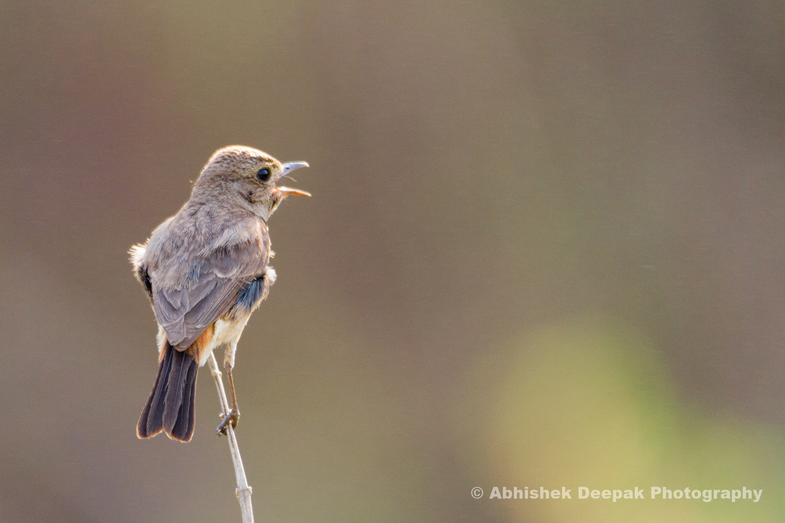 Birding in Rajaji National Park – Abhishek Deepak
