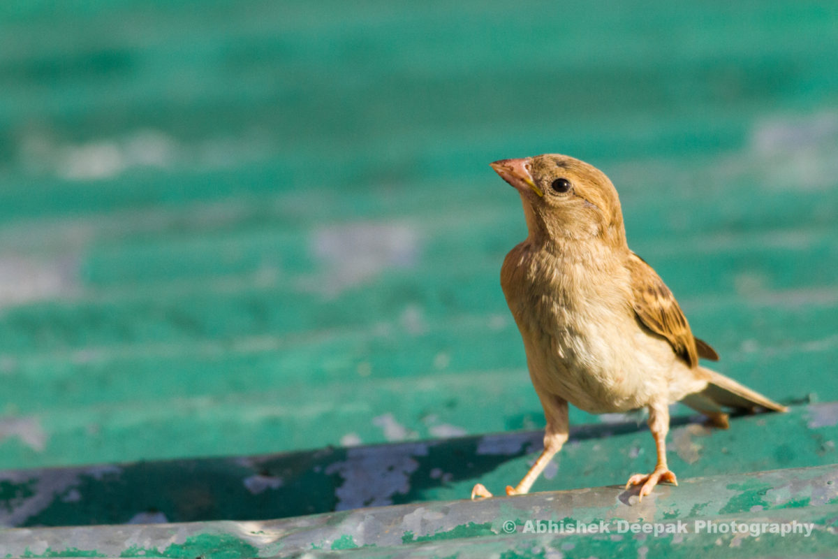 Birding in Rajaji National Park – Abhishek Deepak