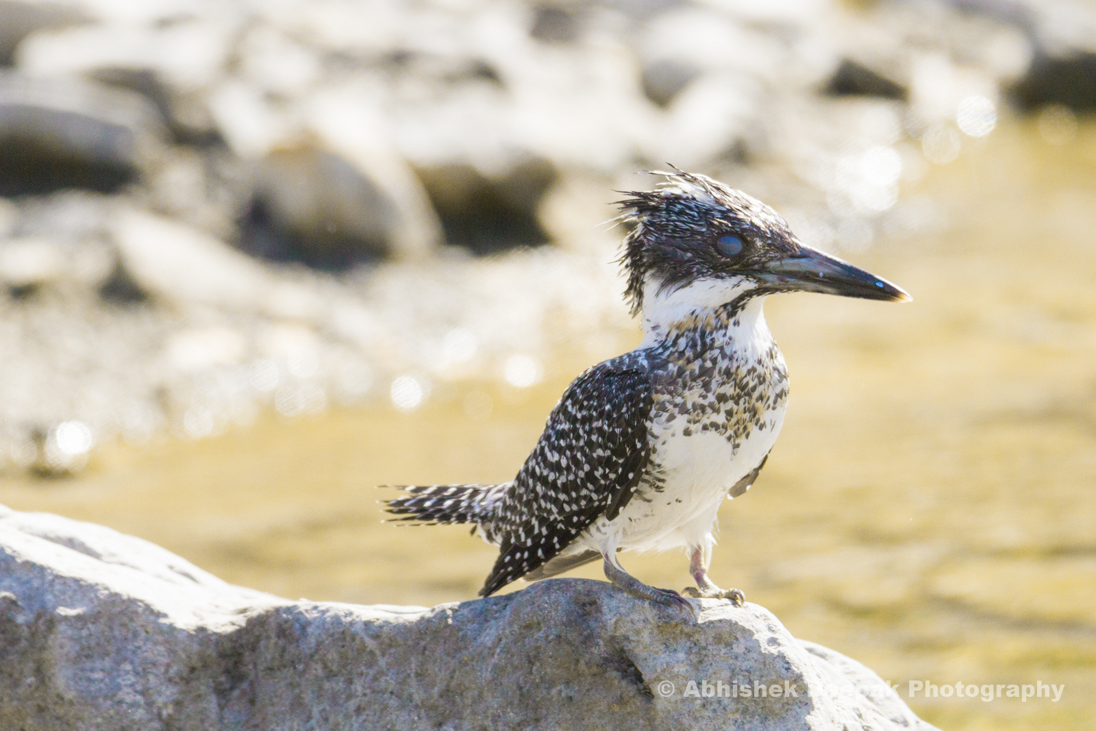 Birding in Rajaji National Park – Abhishek Deepak