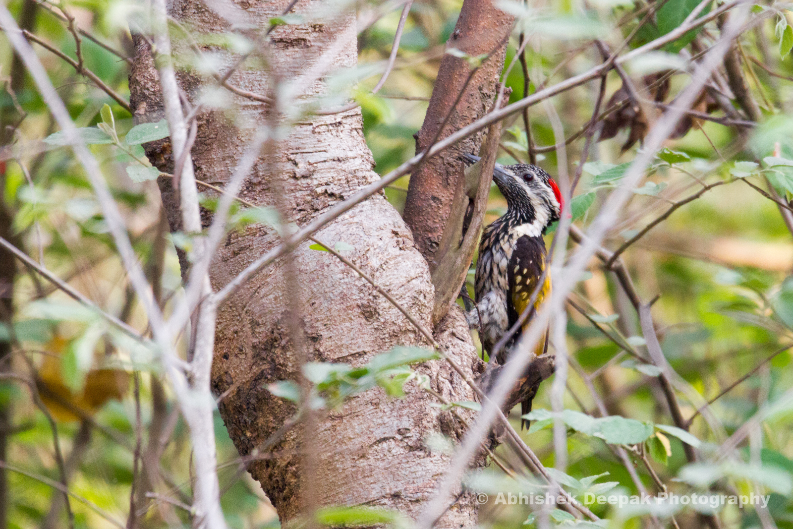 Birding in Rajaji National Park – Abhishek Deepak