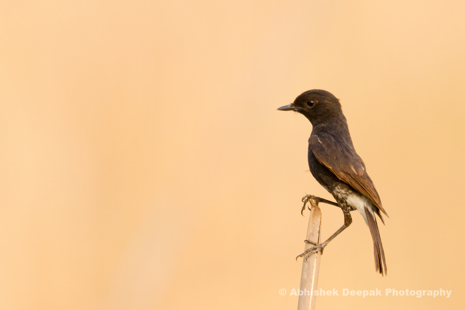Birding in Rajaji National Park – Abhishek Deepak