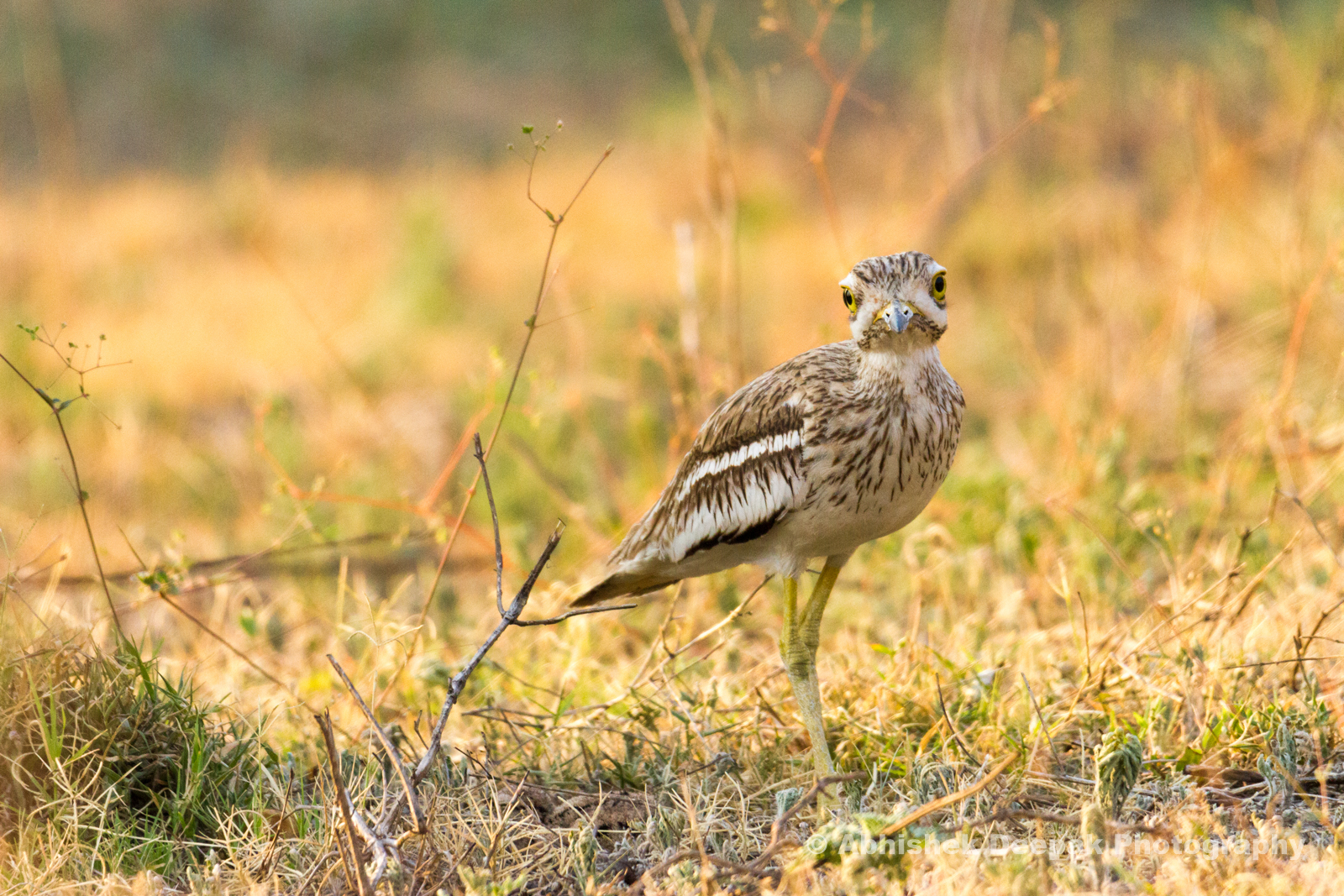 Birding in Rajaji National Park – Abhishek Deepak