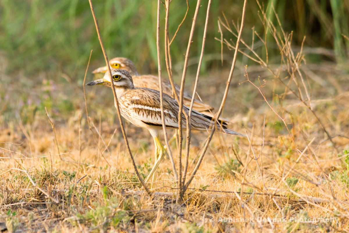 Birding in Rajaji National Park – Abhishek Deepak