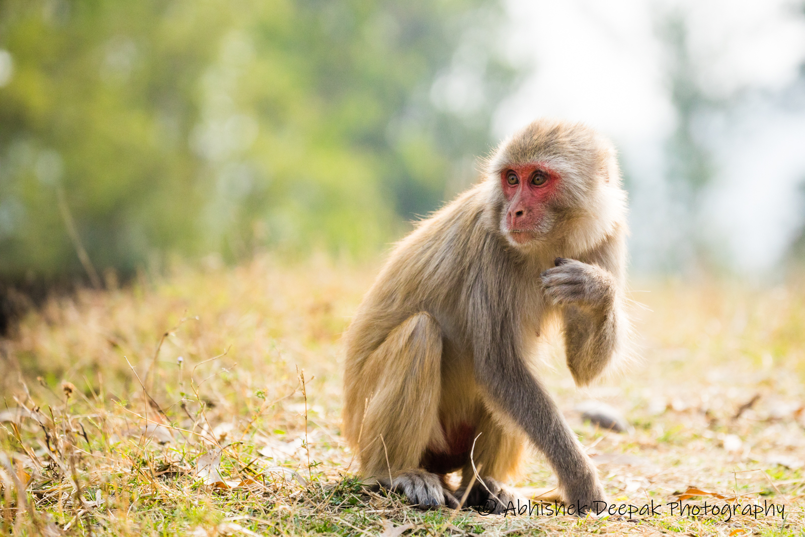 Day trip to Chilla zone – Abhishek Deepak