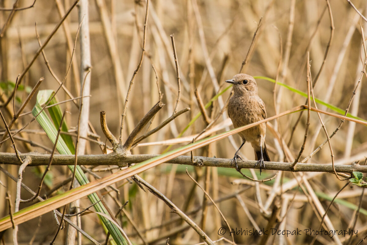 Day trip to Chilla zone – Abhishek Deepak