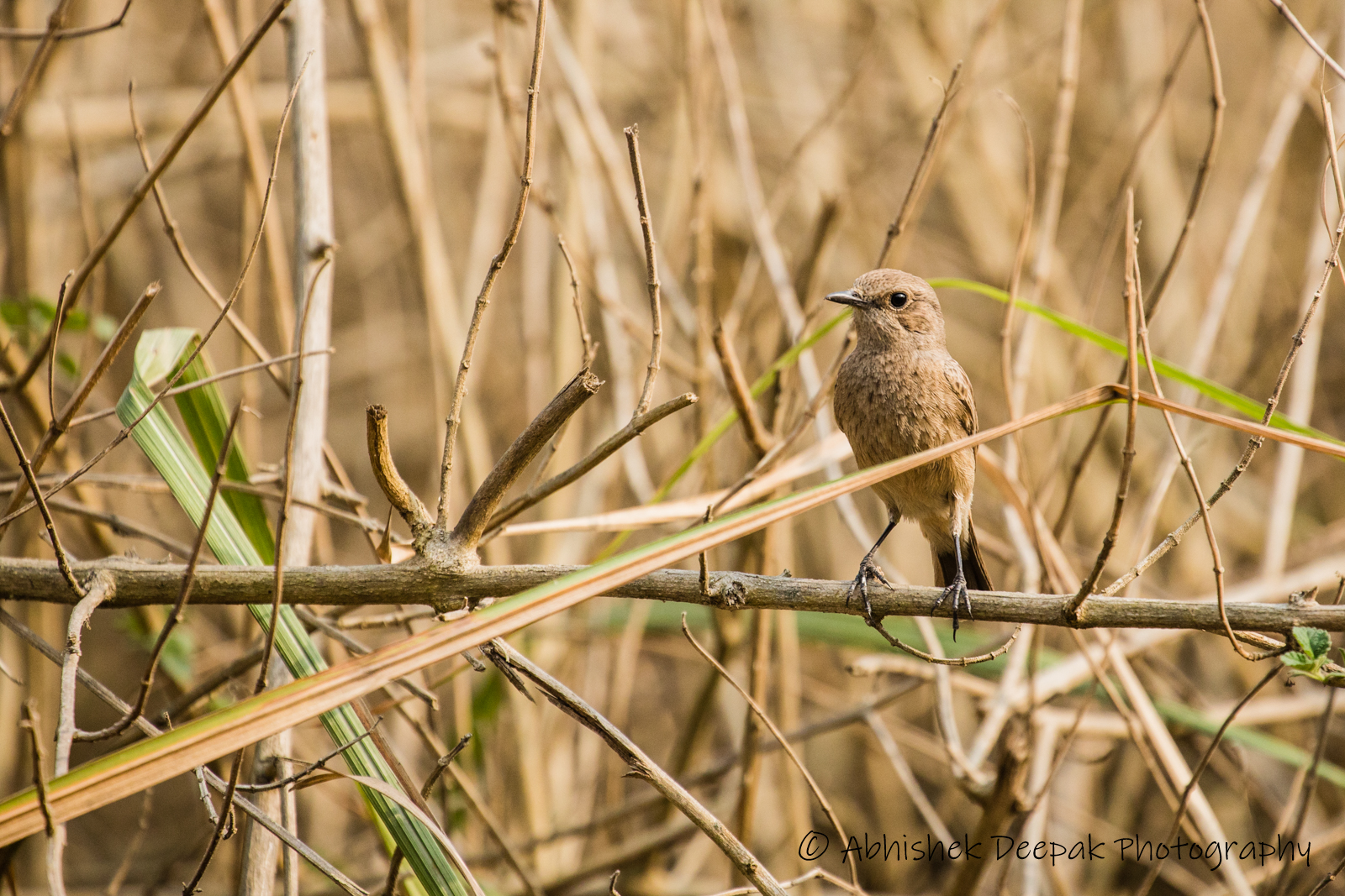 Day trip to Chilla zone – Abhishek Deepak