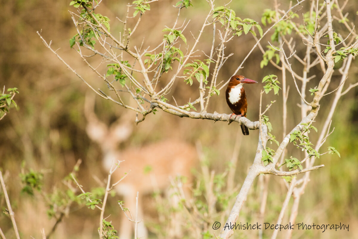 Day trip to Chilla zone – Abhishek Deepak