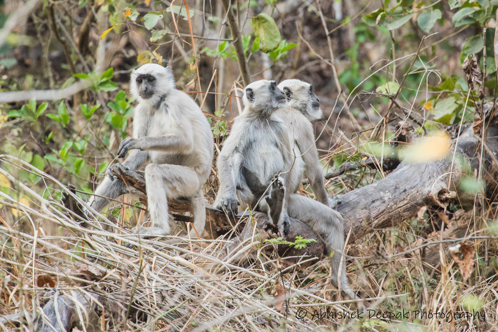 Day trip to Chilla zone – Abhishek Deepak