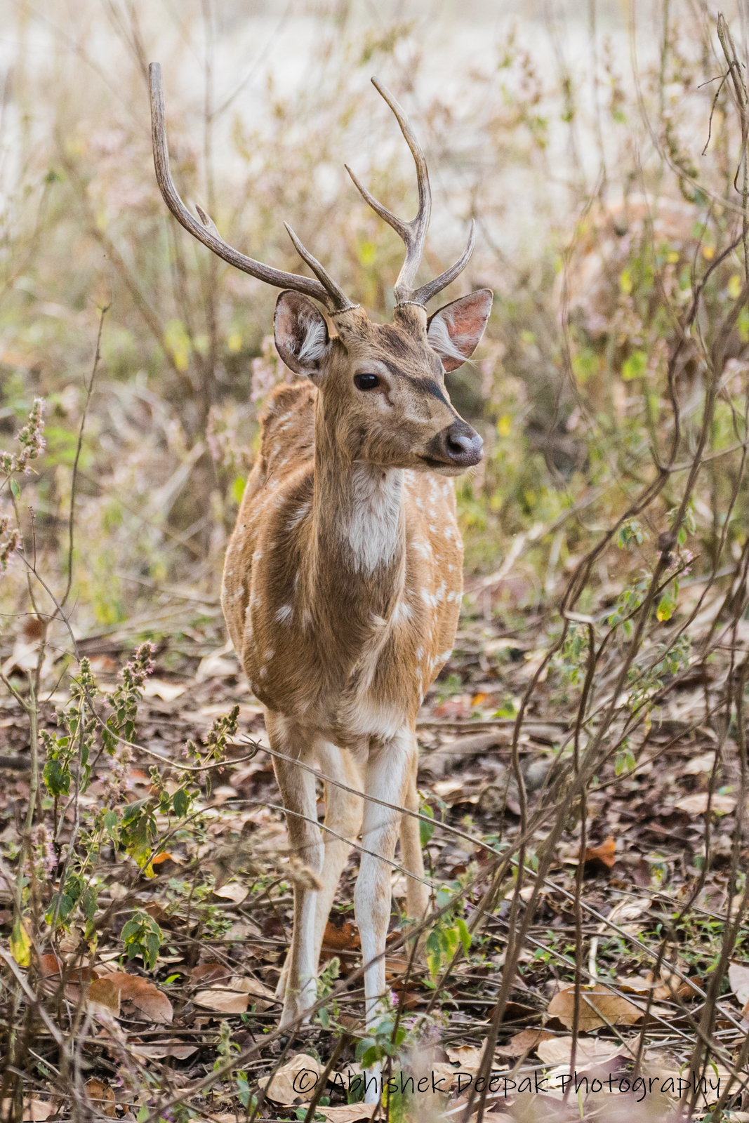 Day trip to Chilla zone – Abhishek Deepak