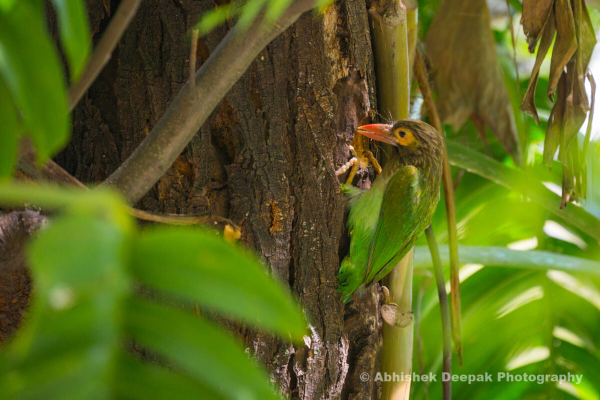 Brown headed barbet nest building – Abhishek Deepak