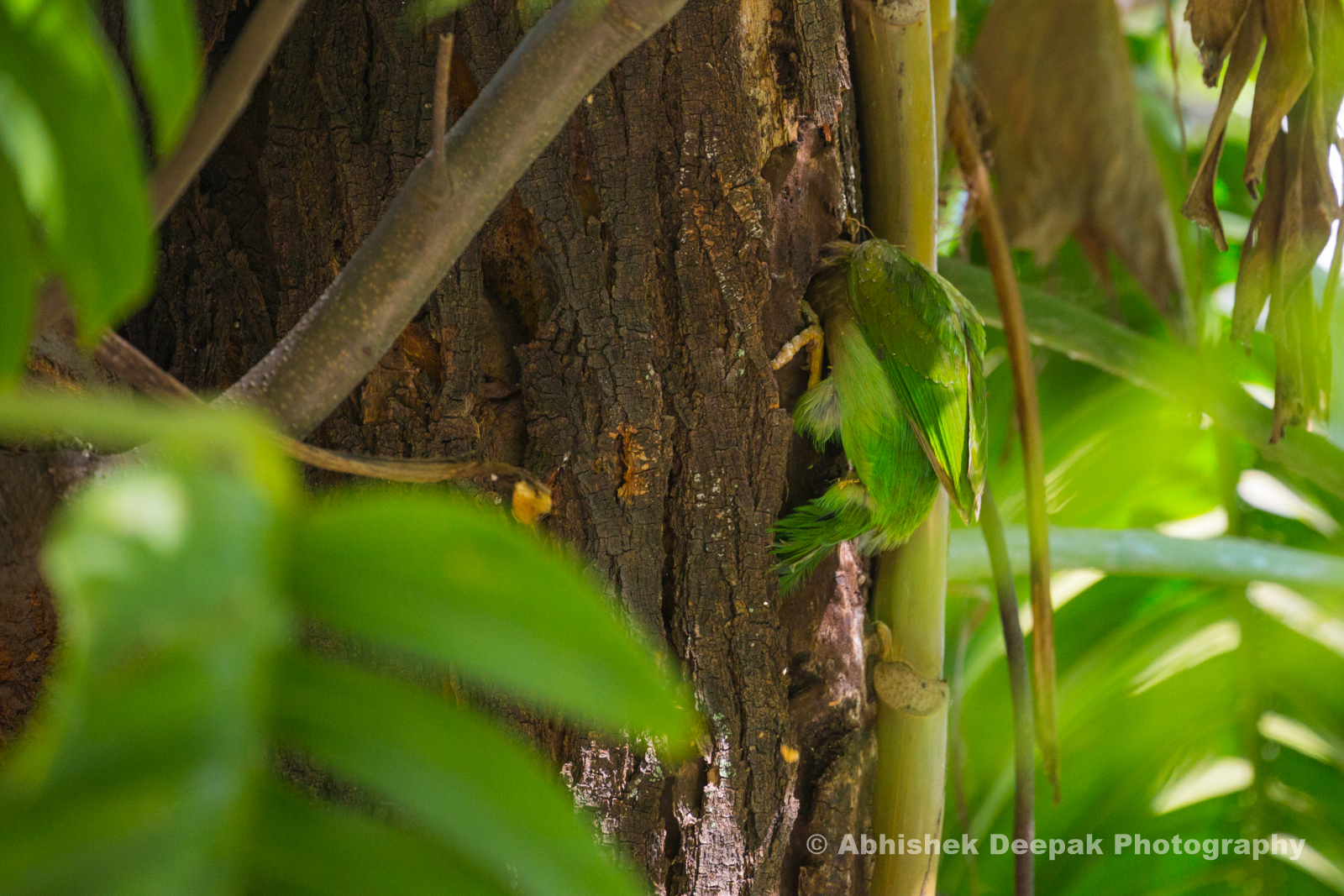 Brown headed barbet nest building – Abhishek Deepak