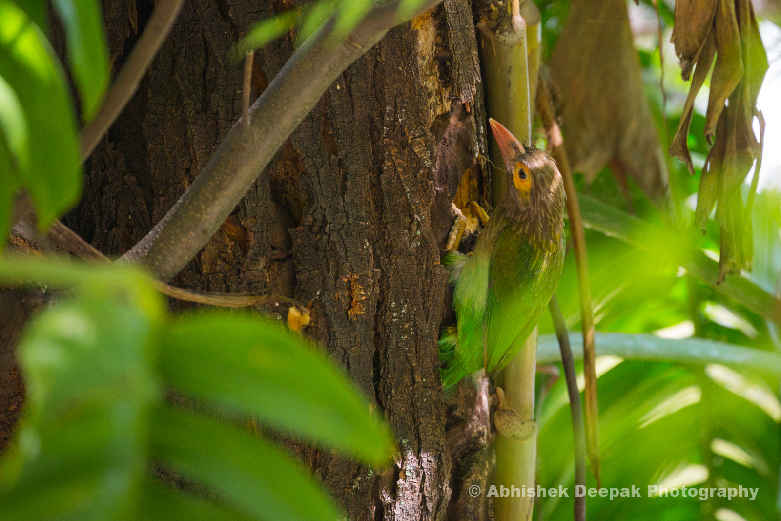 Brown headed barbet nest building – Abhishek Deepak