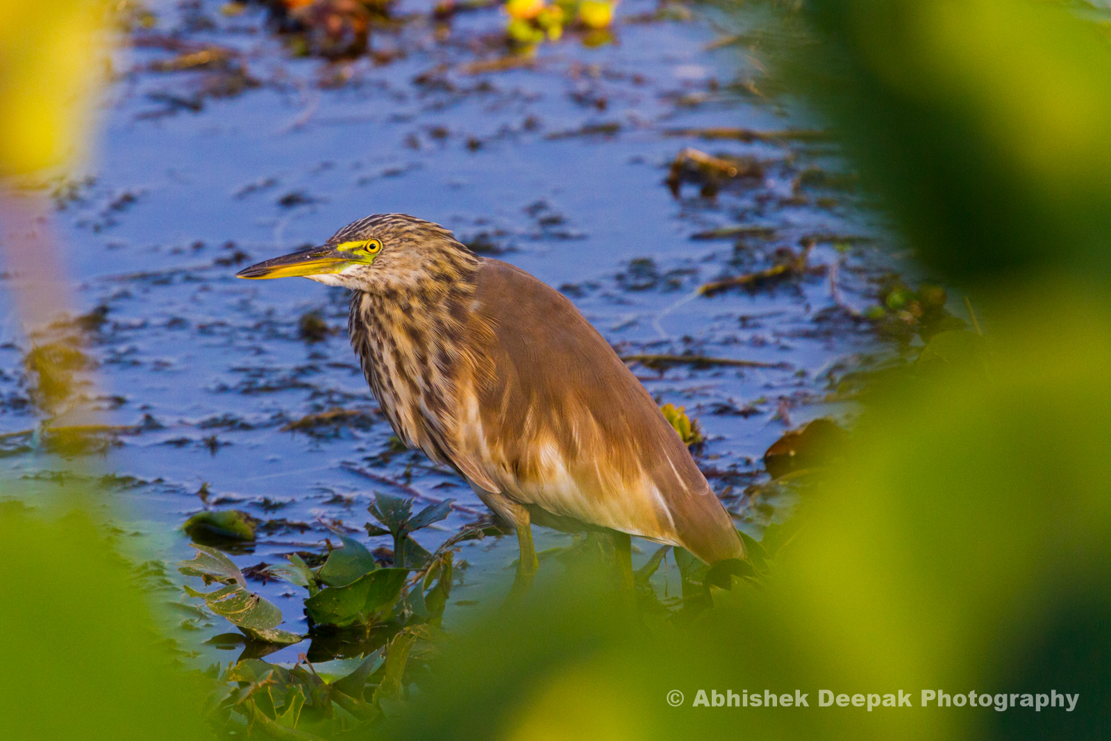 Birding at Assan Barrage – Abhishek Deepak