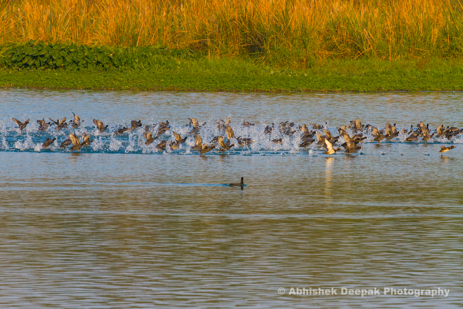 Birding at Assan Barrage – Abhishek Deepak