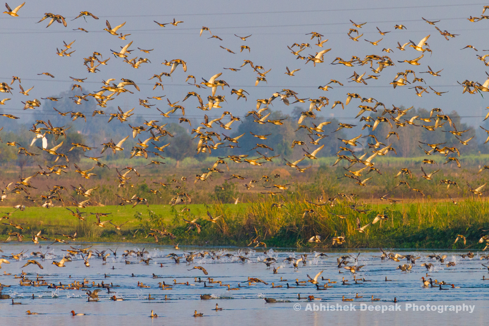 Birding at Assan Barrage – Abhishek Deepak