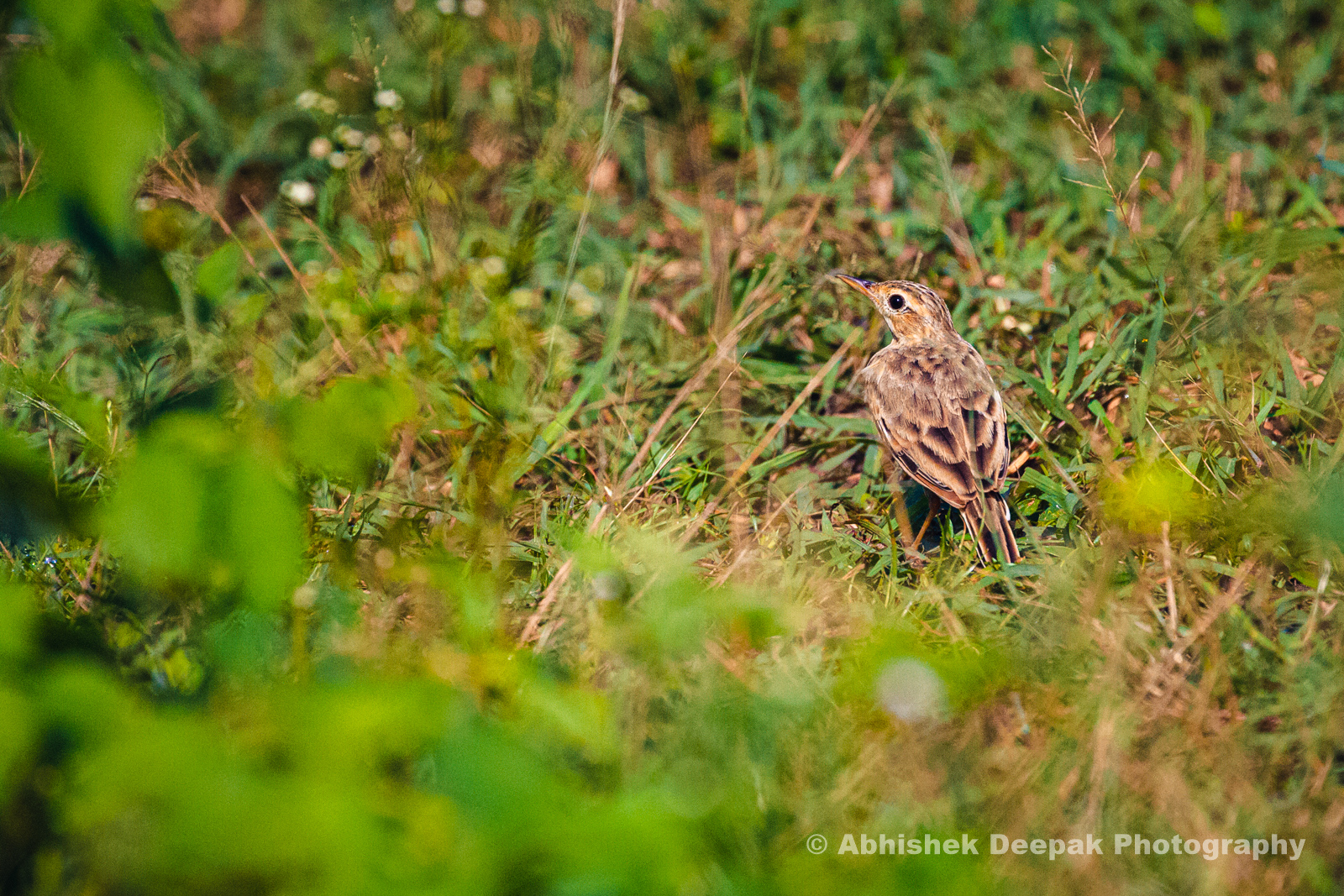 Birding at Assan Barrage – Abhishek Deepak