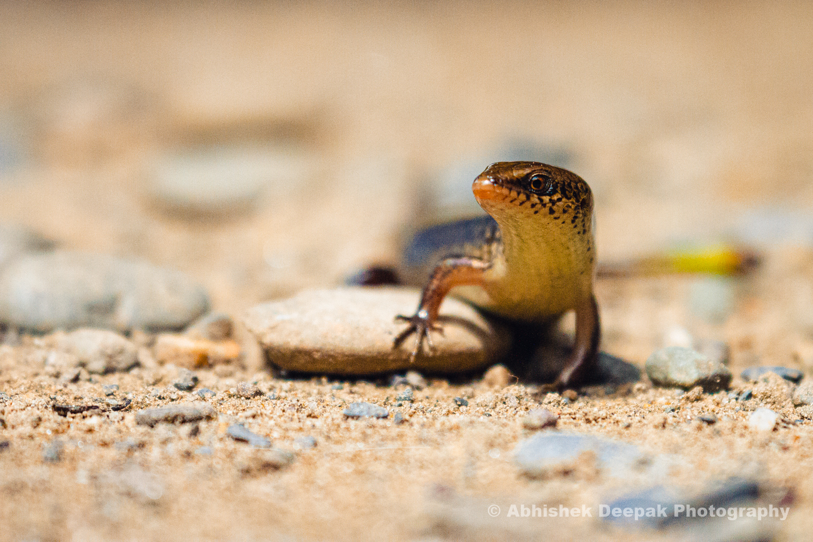 Birding at Assan Barrage – Abhishek Deepak