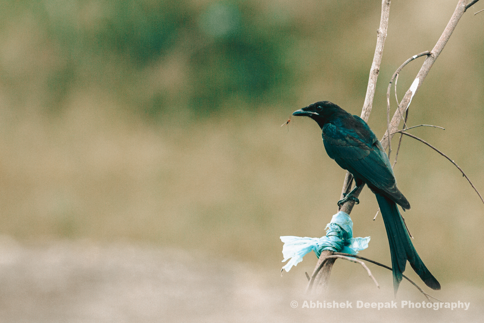 Birding at Assan Barrage – Abhishek Deepak